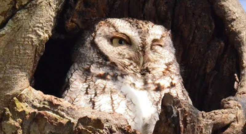Meet the screech owl, and learn why these birds turn their heads three ...