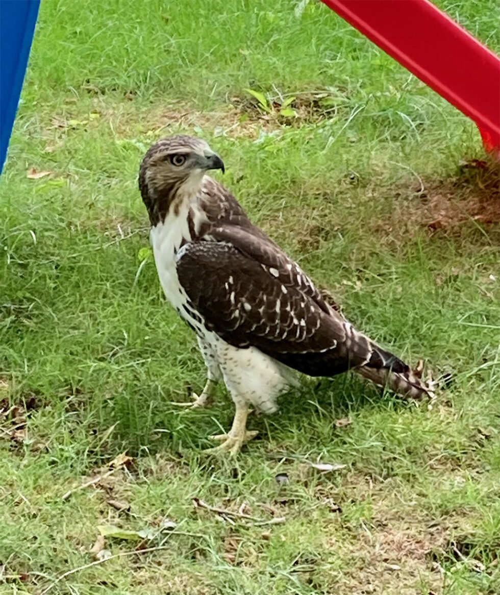 There are flying squirrels in the dark overhead, with occasional visits ...