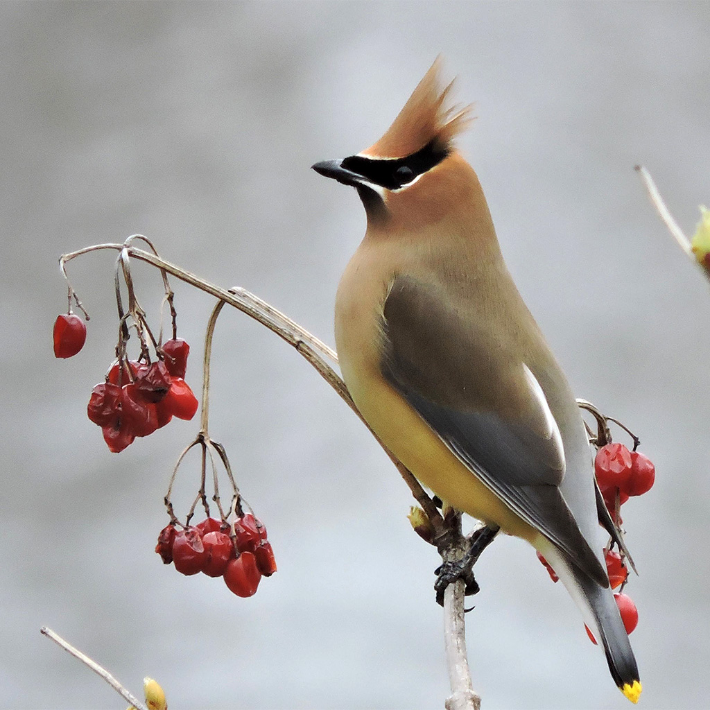 Cedar waxwings love their fruit and berries, sometimes farmers' fruits ...