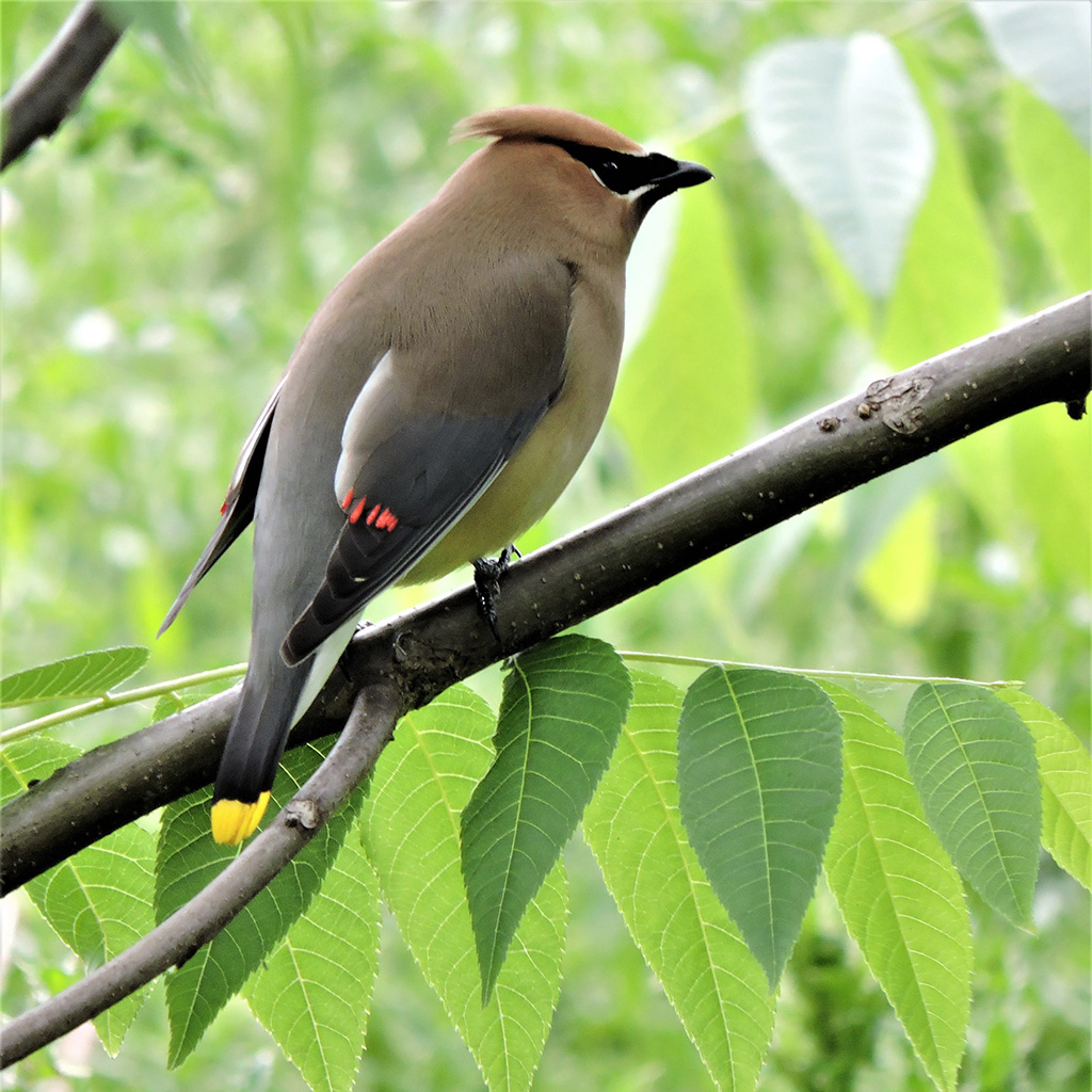 Cedar waxwings love their fruit and berries, sometimes farmers' fruits ...