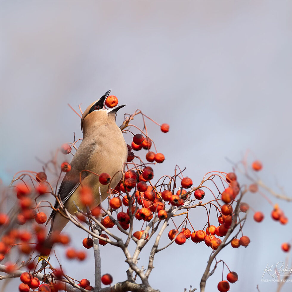 Cedar waxwings love their fruit and berries, sometimes farmers' fruits ...