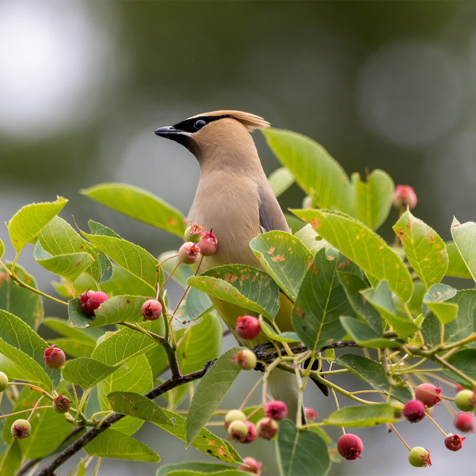 Cedar waxwings love their fruit and berries, sometimes farmers' fruits ...