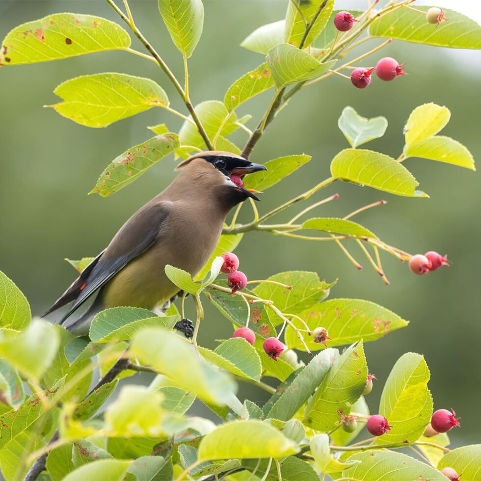 Cedar waxwings love their fruit and berries, sometimes farmers' fruits ...