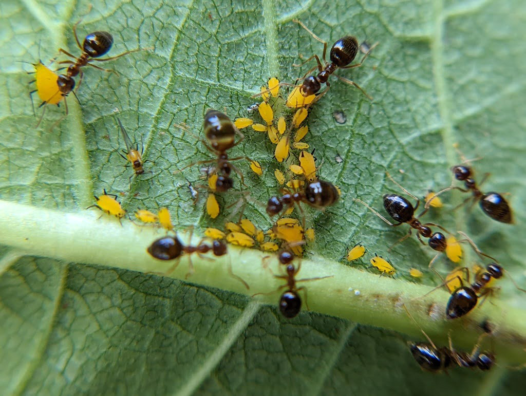 Are you seeing ants? The American winter ant keeps the season for ...