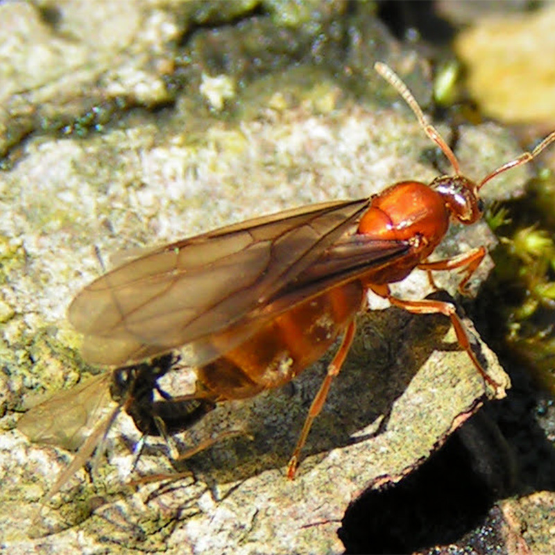 Are you seeing ants? The American winter ant keeps the season for ...