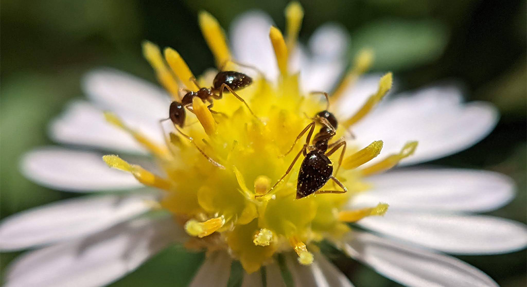 Are you seeing ants? The American winter ant keeps the season for ...