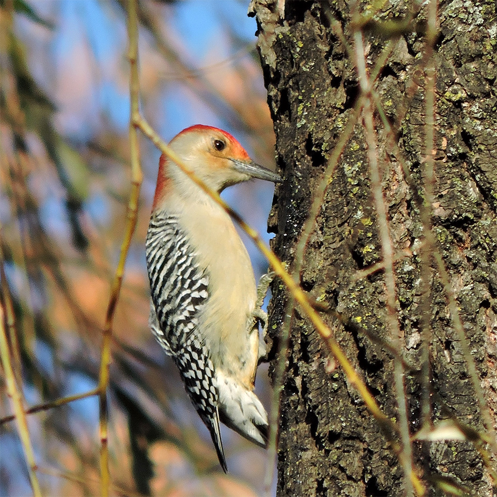 Red-bellied woodpeckers tap away all winter, sometimes to nest in a ...