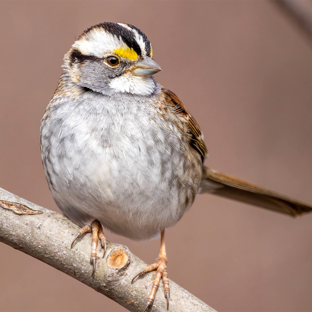 For white-throated sparrows, opposites attract or their offspring pays ...