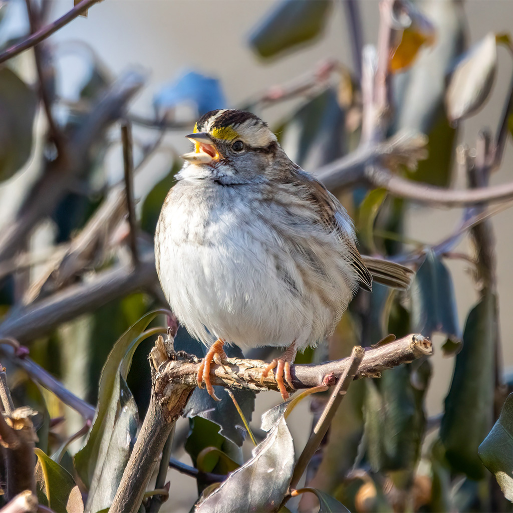 For white-throated sparrows, opposites attract or their offspring pays ...