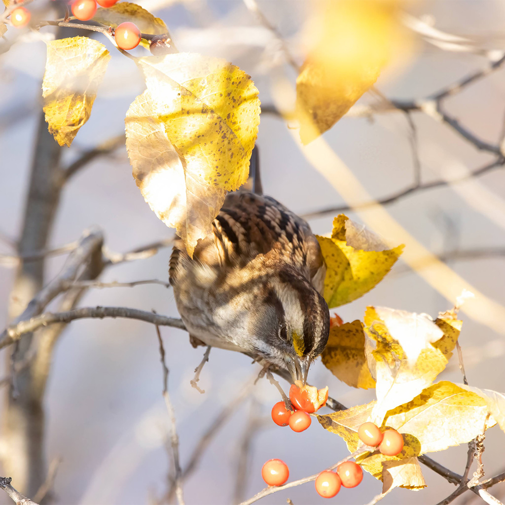 For white-throated sparrows, opposites attract or their offspring pays ...