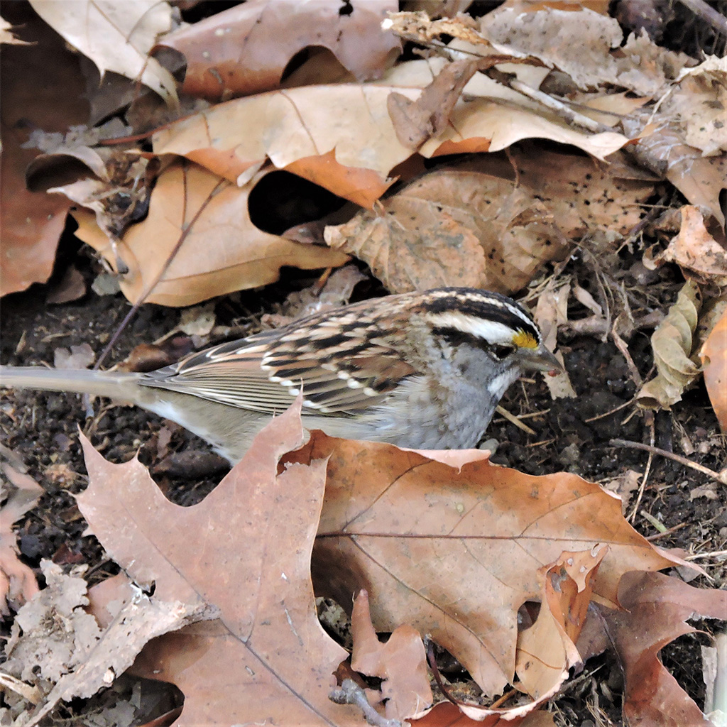 For white-throated sparrows, opposites attract or their offspring pays ...
