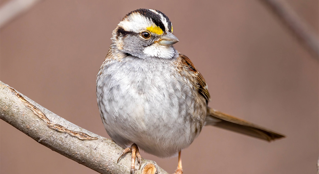 For white-throated sparrows, opposites attract or their offspring pays ...