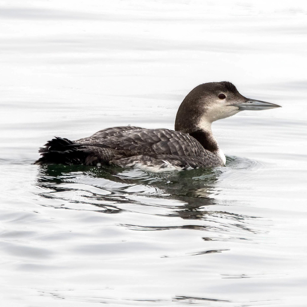 With help, common loons are becoming more so, but that doesn't make ...