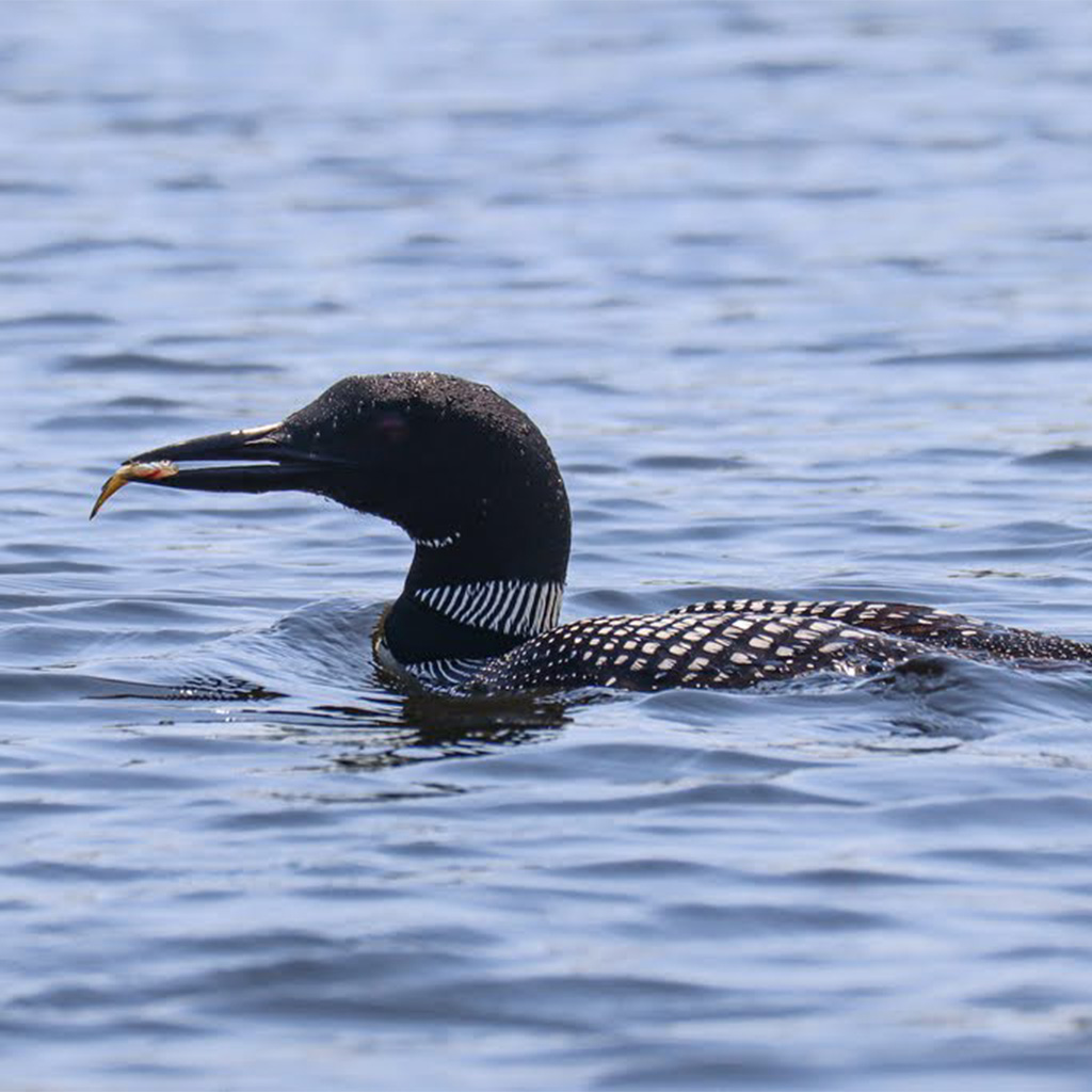 With help, common loons are becoming more so, but that doesn't make ...