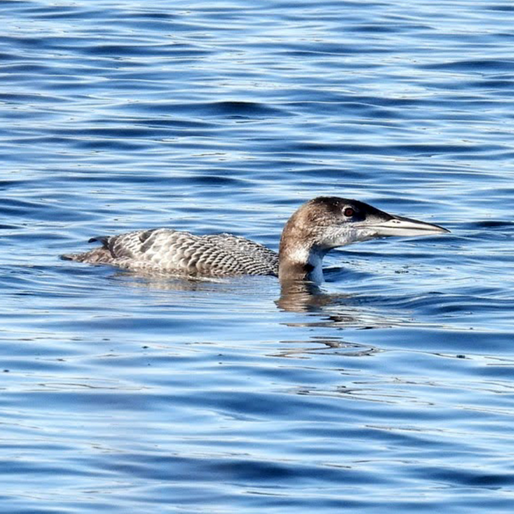 With help, common loons are becoming more so, but that doesn't make ...
