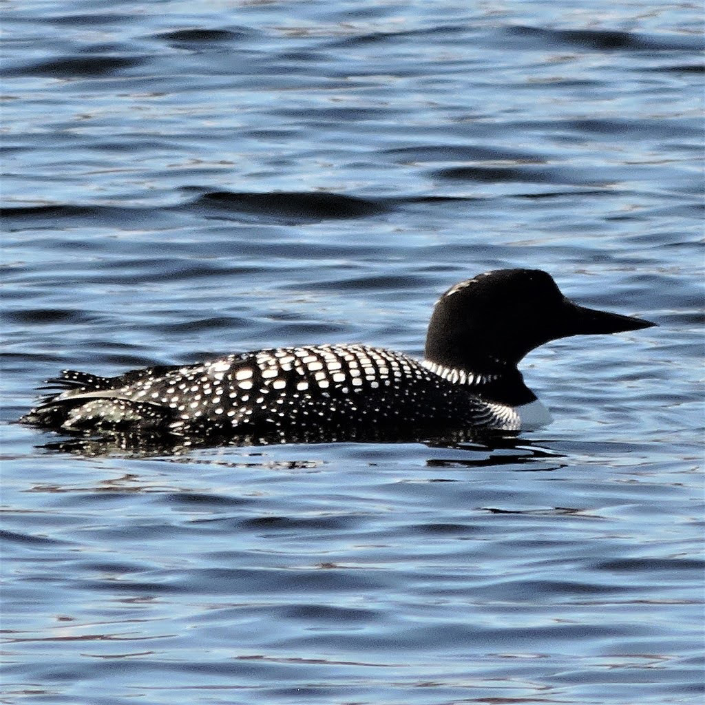 With help, common loons are becoming more so, but that doesn't make ...