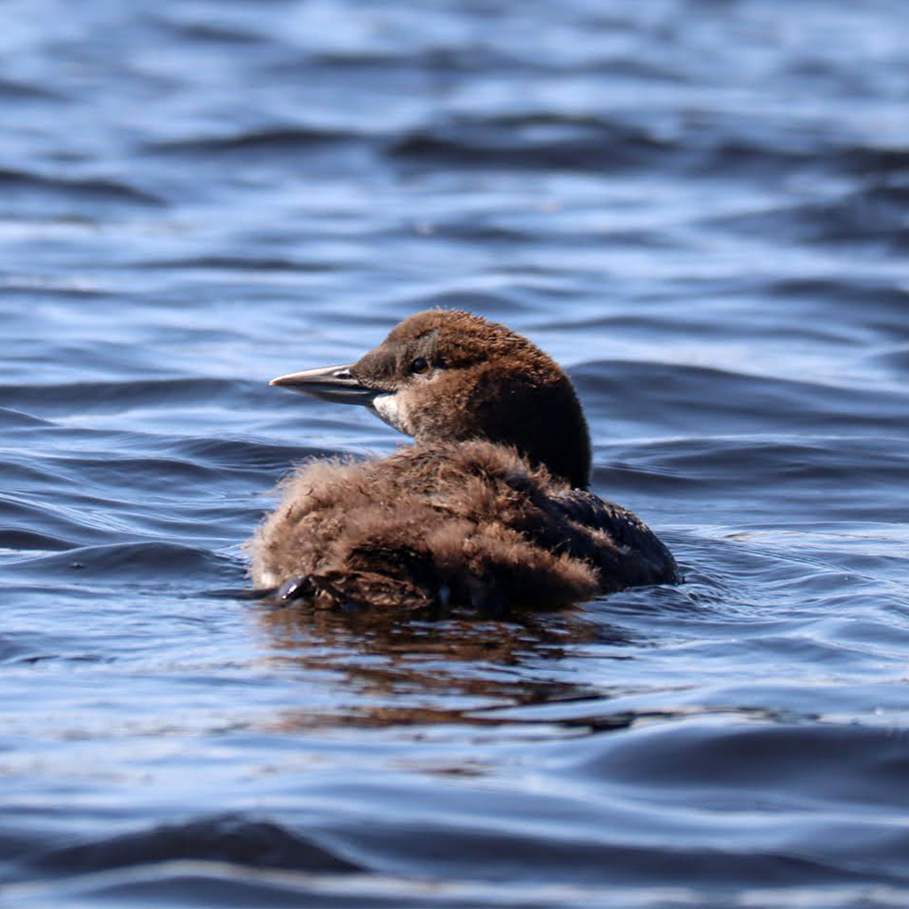 With help, common loons are becoming more so, but that doesn't make ...