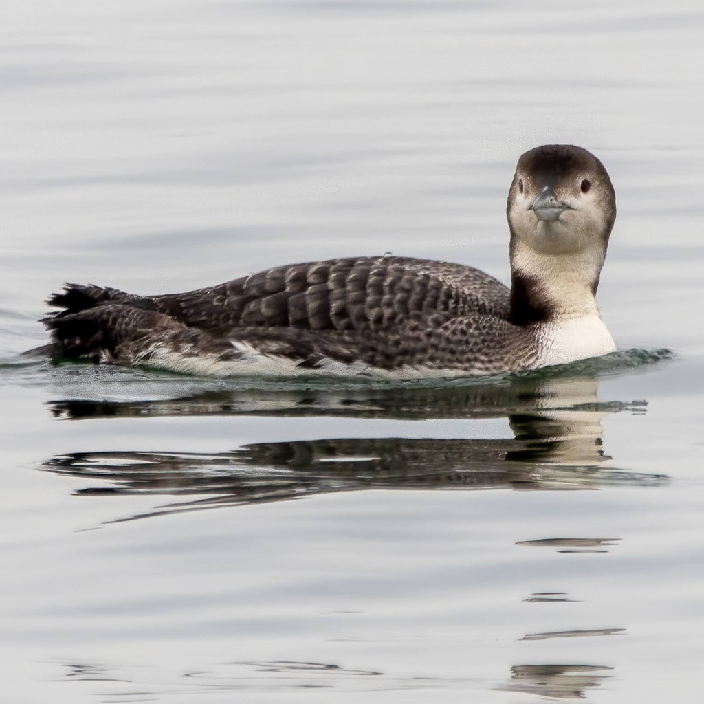 With help, common loons are becoming more so, but that doesn't make ...