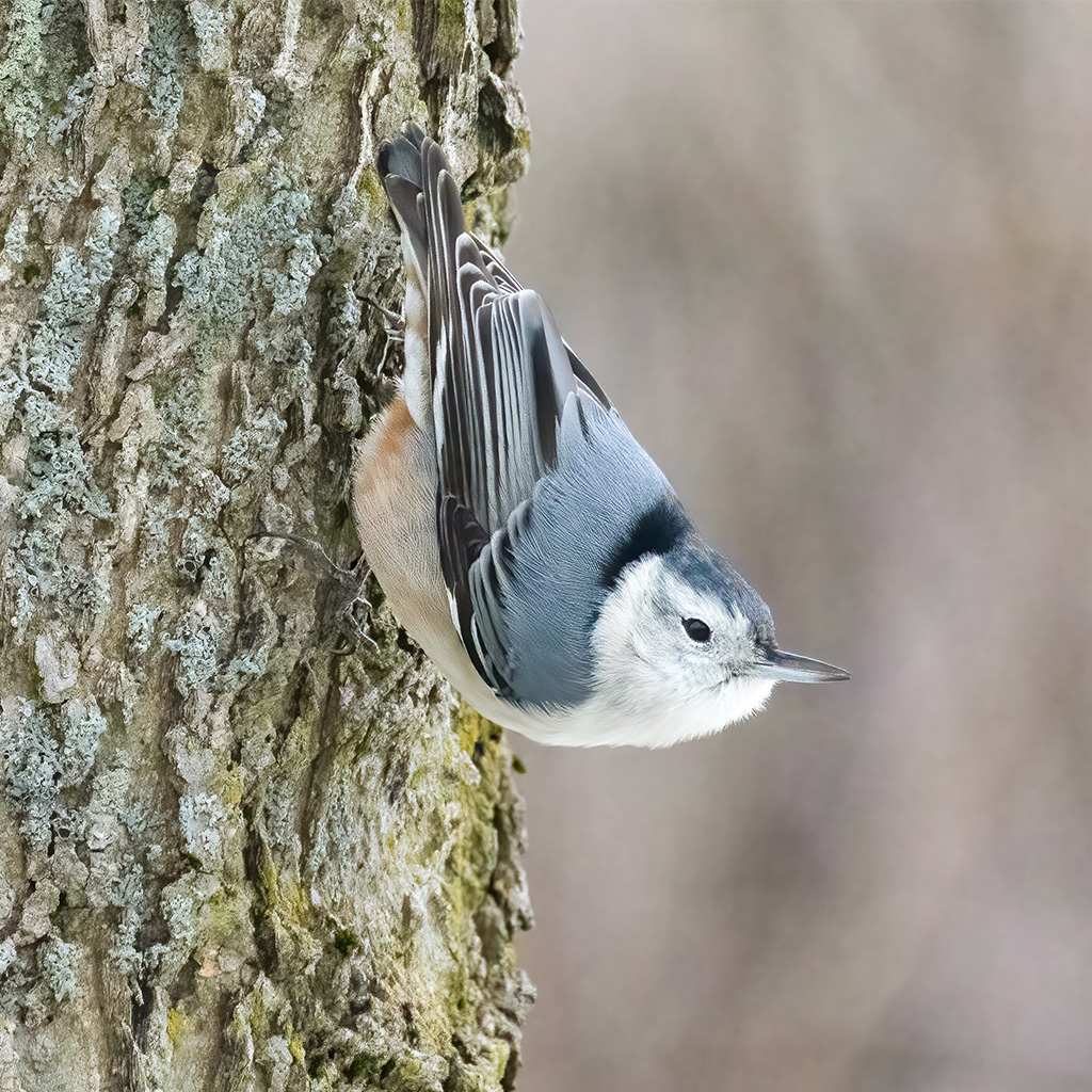 White-breasted nuthatches are tiny but defiant, gravity-free runners ...