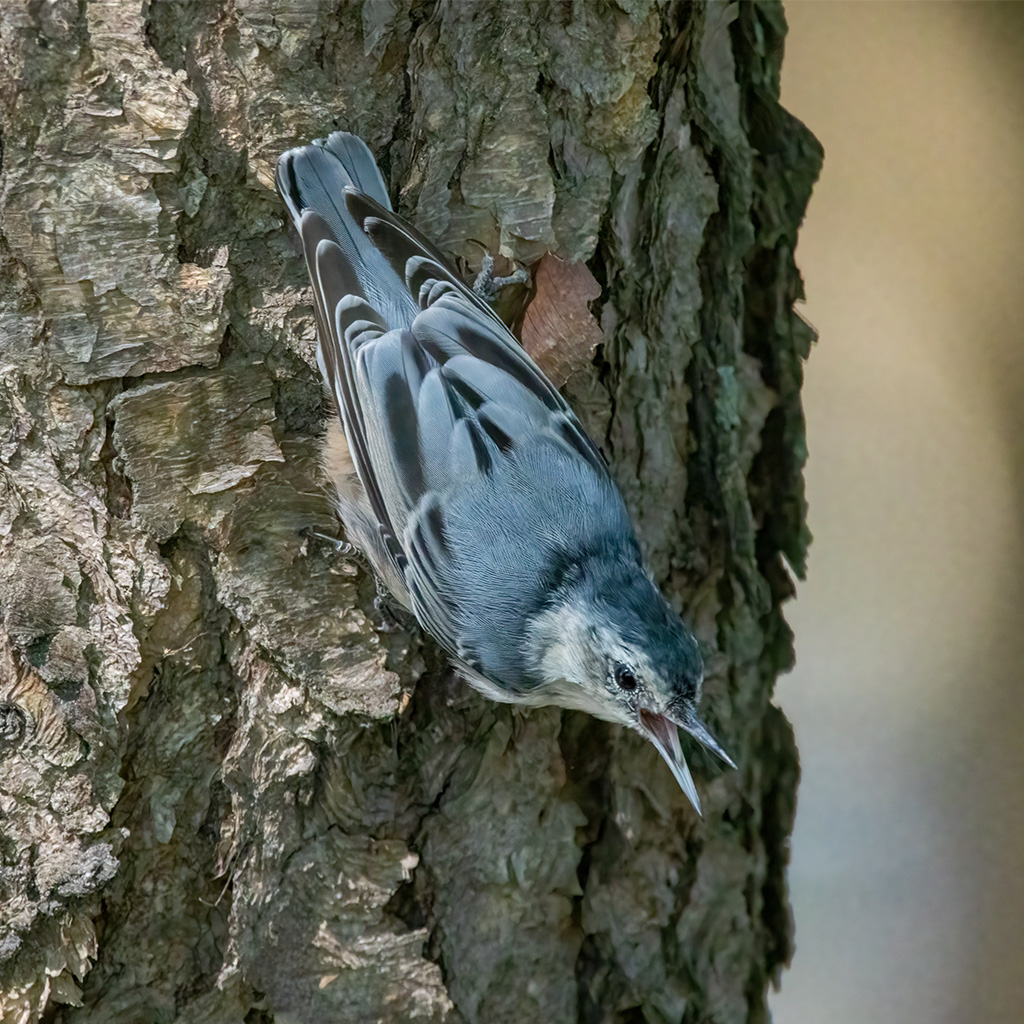 White-breasted nuthatches are tiny but defiant, gravity-free runners ...