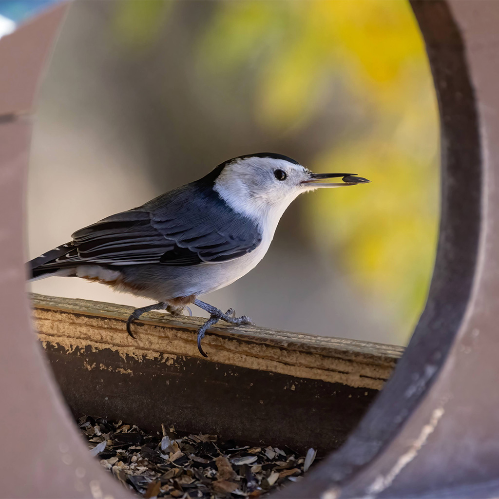 White-breasted nuthatches are tiny but defiant, gravity-free runners ...