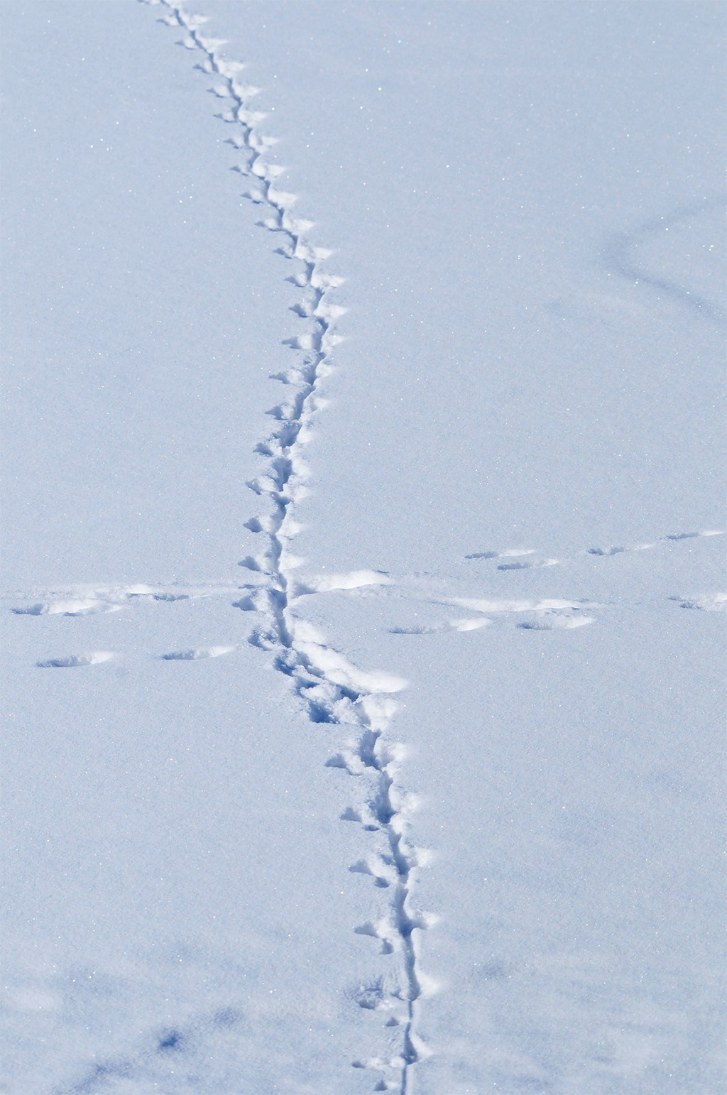Muskrats weren't named the way you suspect, aren't beavers and may or ...