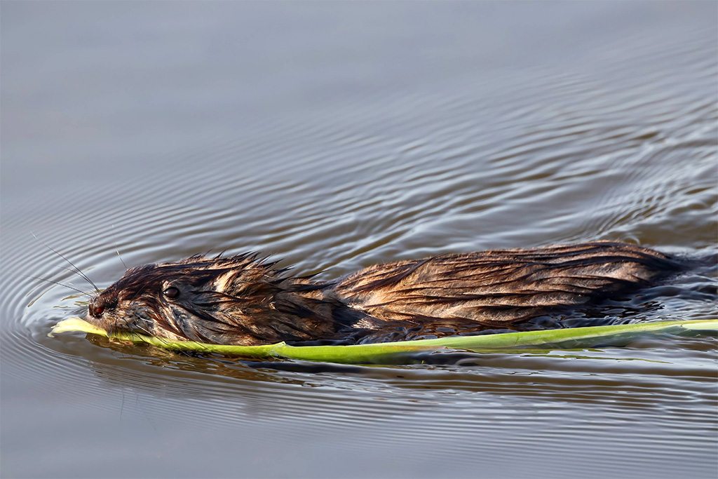 Muskrats weren't named the way you suspect, aren't beavers and may or ...