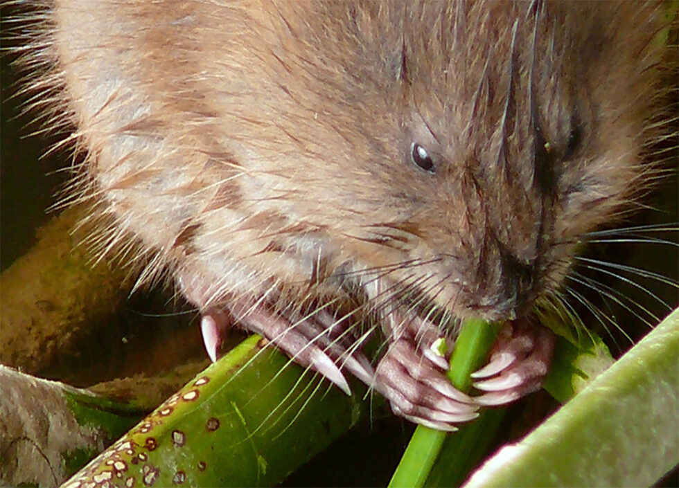 Muskrats weren't named the way you suspect, aren't beavers and may or ...