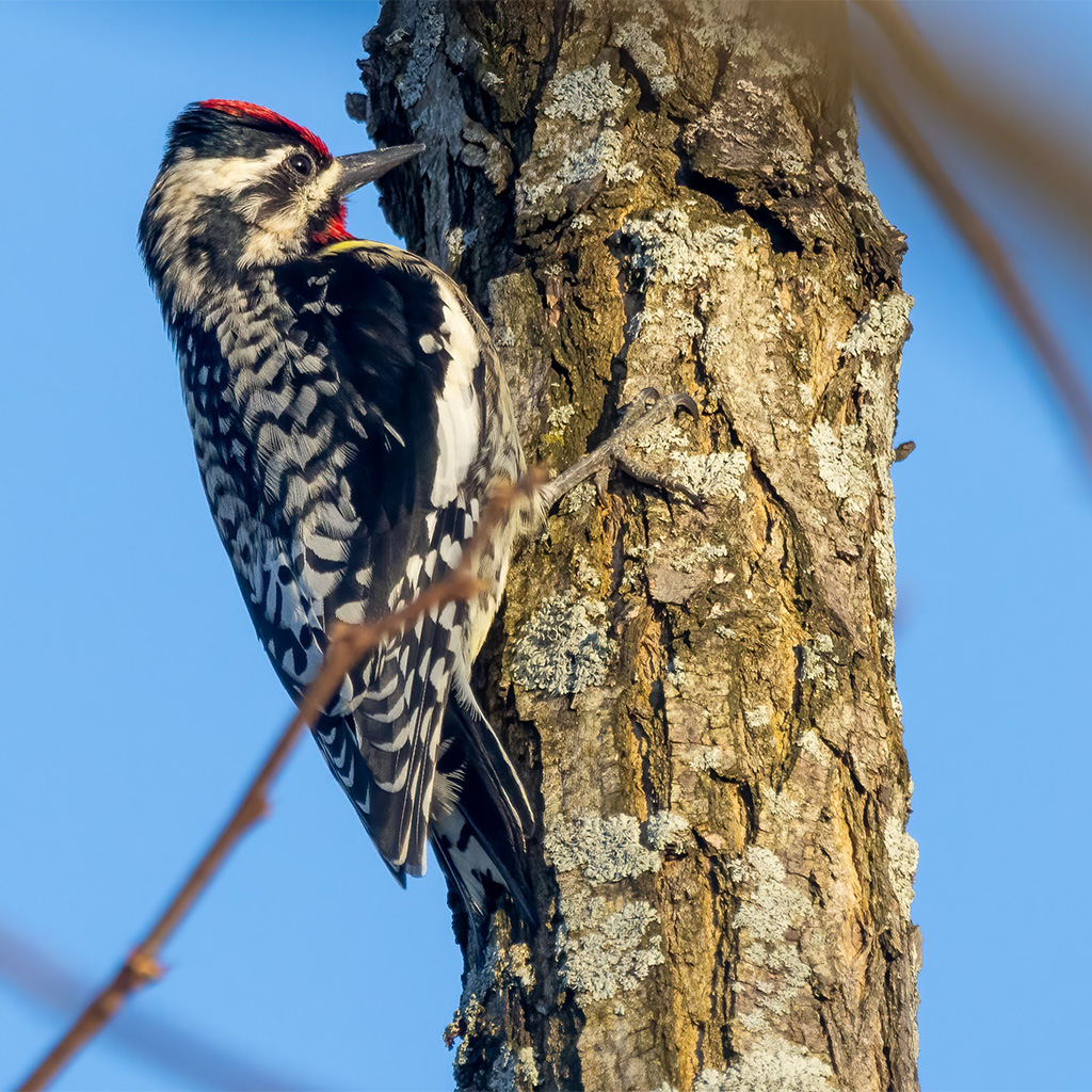 Yellow-bellied sapsuckers: So vital to ecosystem that hummingbirds ...