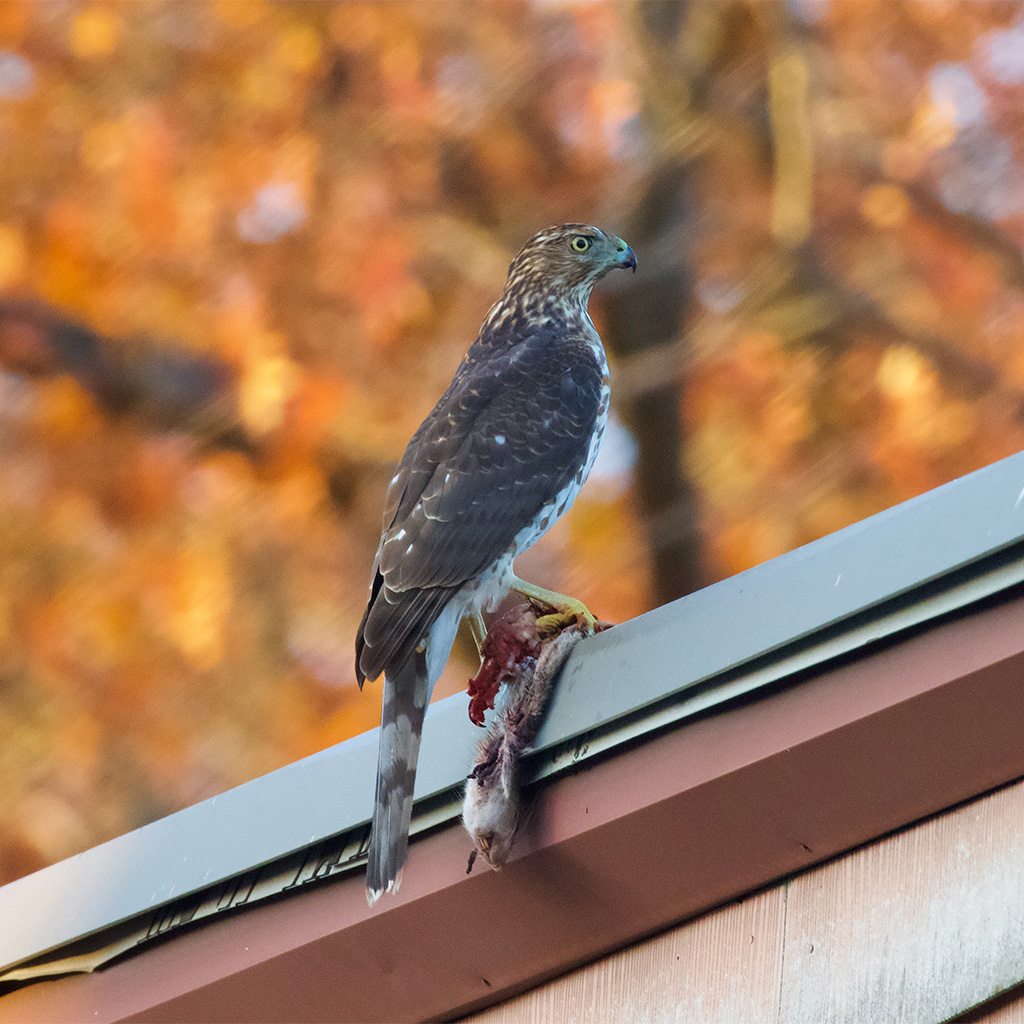 Rats really are hard to kill – as a species, anyway, with an ...
