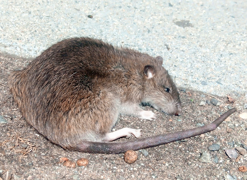 Rats really are hard to kill – as a species, anyway, with an ...