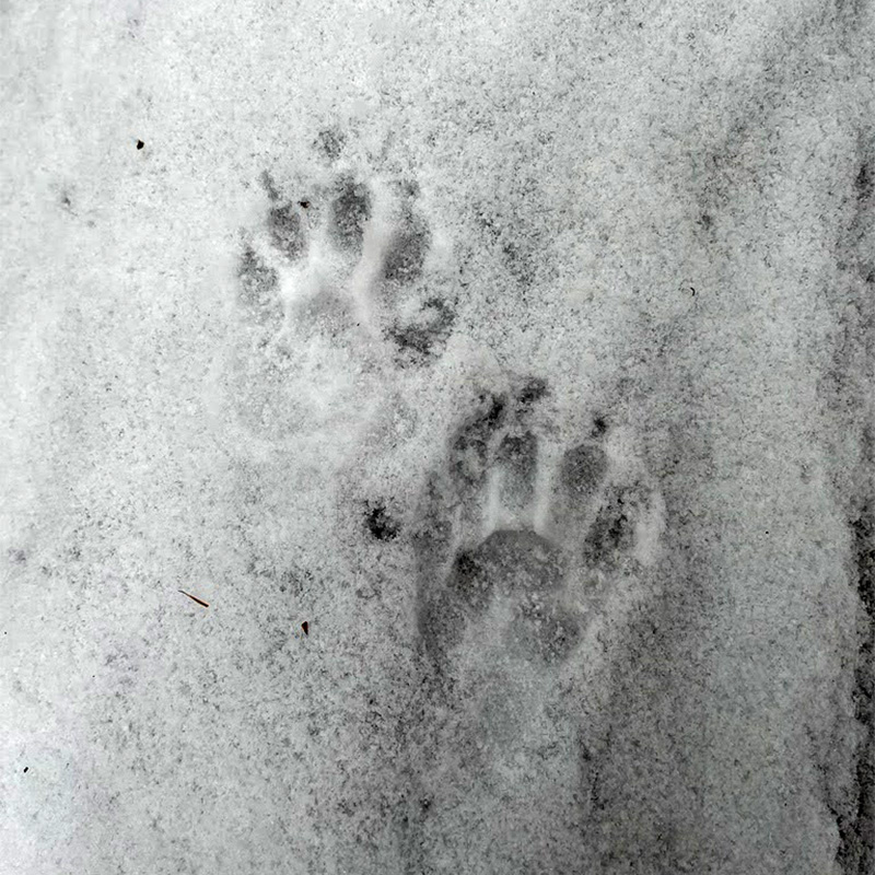 Fishers are elusive and confusing to us humans; Porcupines know them ...