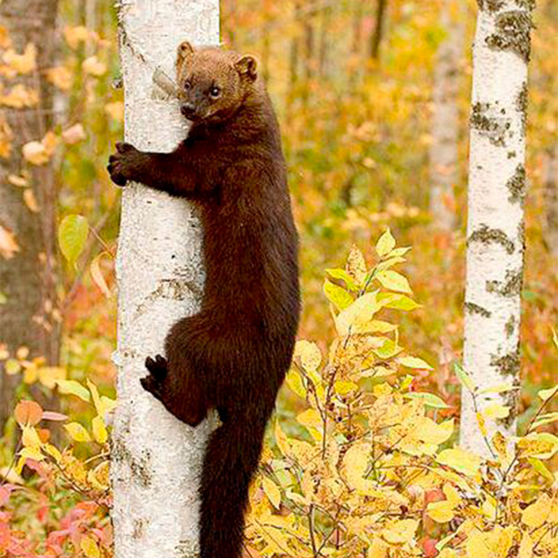 Fishers are elusive and confusing to us humans; Porcupines know them ...