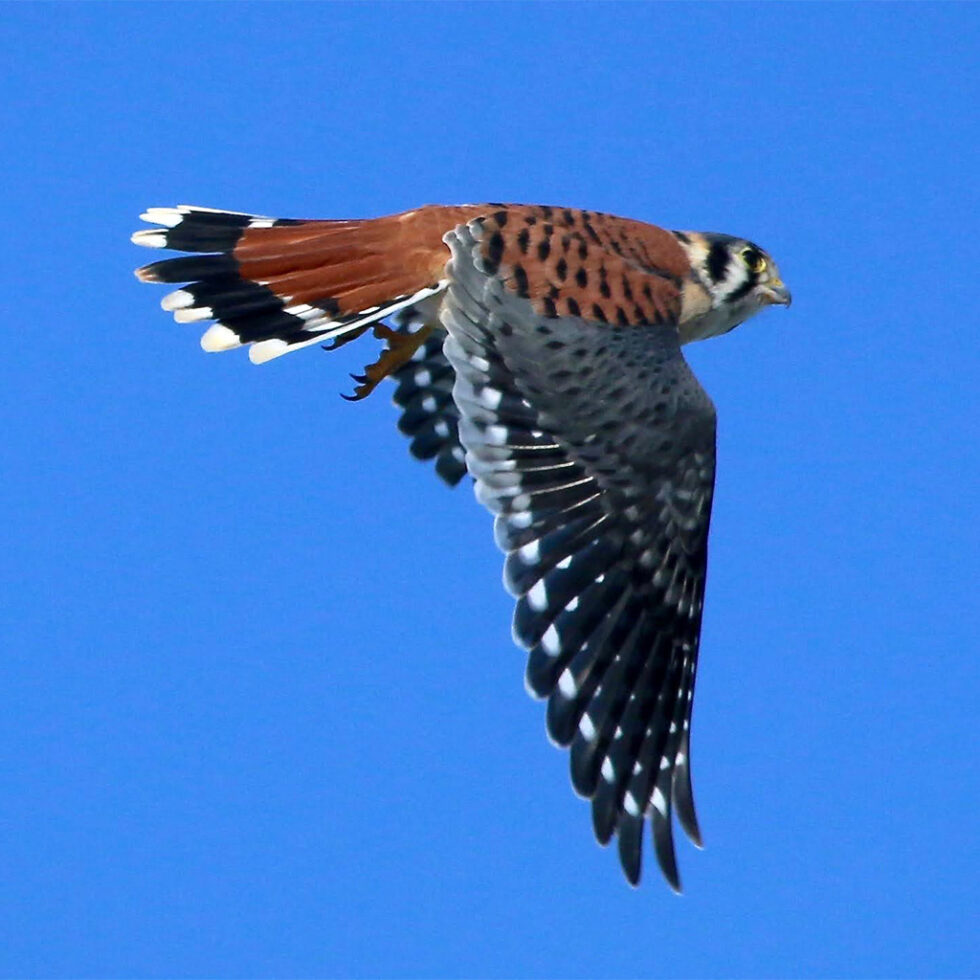 American kestrels: Tiny hunter with cruel talons, watching for prey ...
