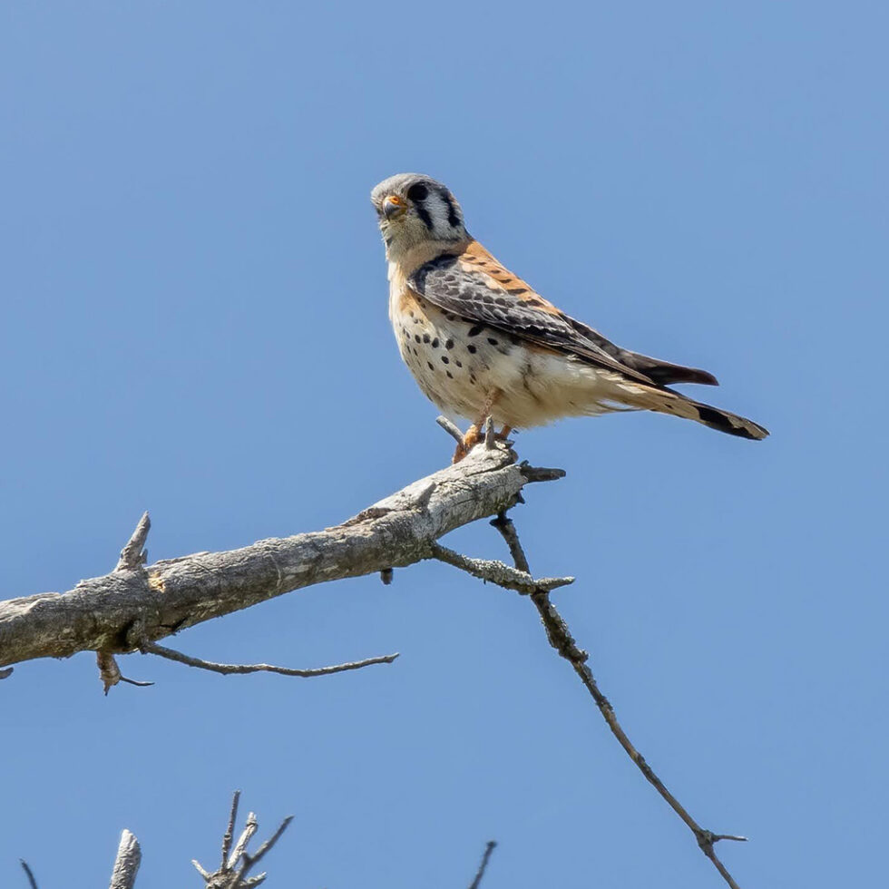 American kestrels: Tiny hunter with cruel talons, watching for prey ...