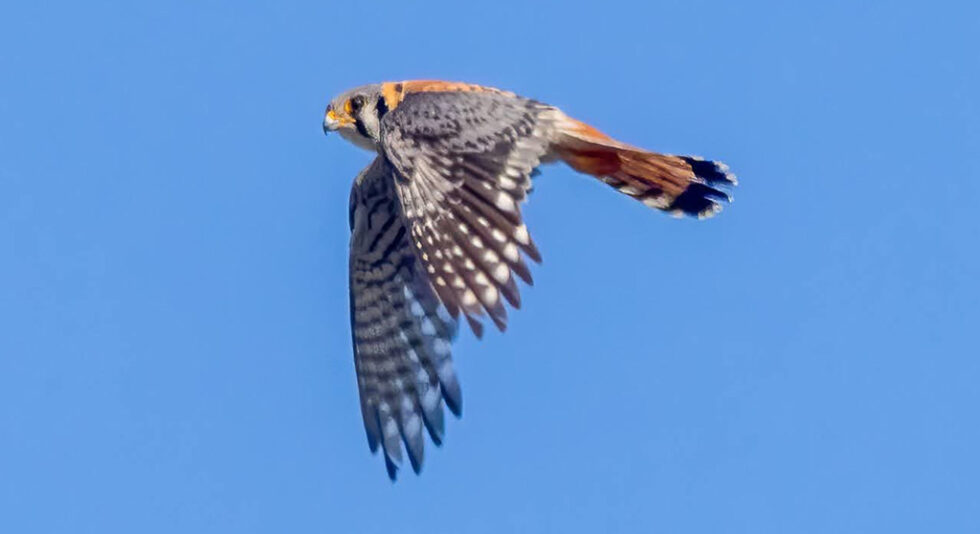 American kestrels: Tiny hunter with cruel talons, watching for prey ...