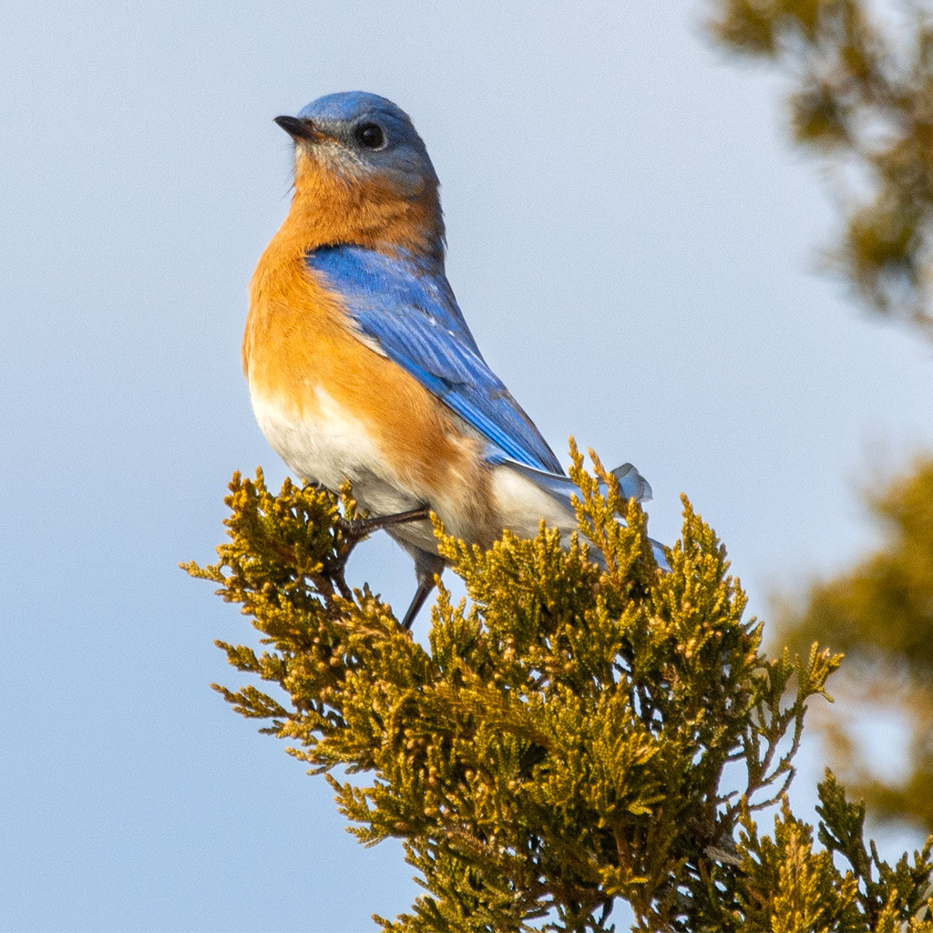 Bluebirds' vibrant colors and sweet warble thrill, but they're not the ...