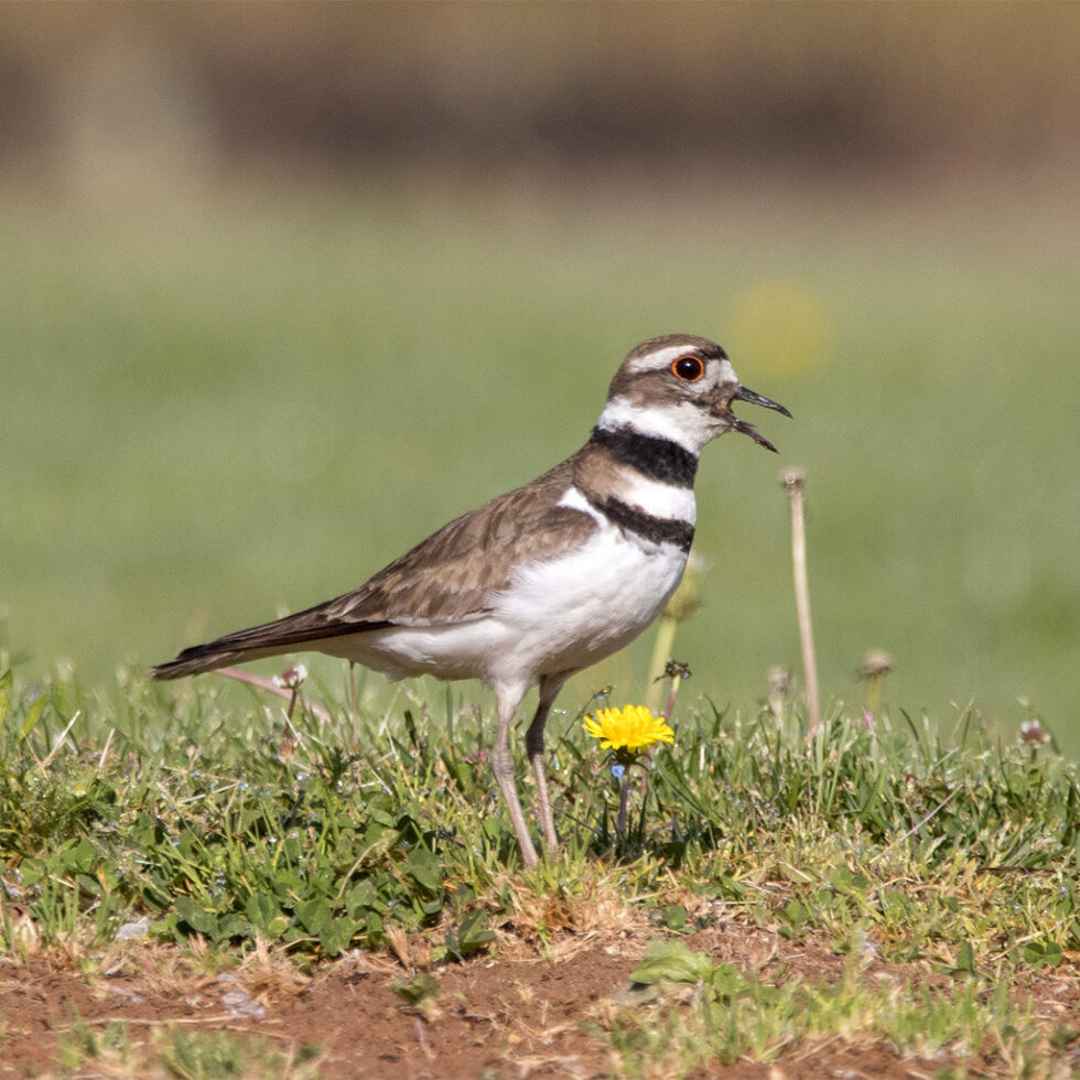 Killdeer name is based on the sound of their call; when called on to defend a nest, they'll try ...