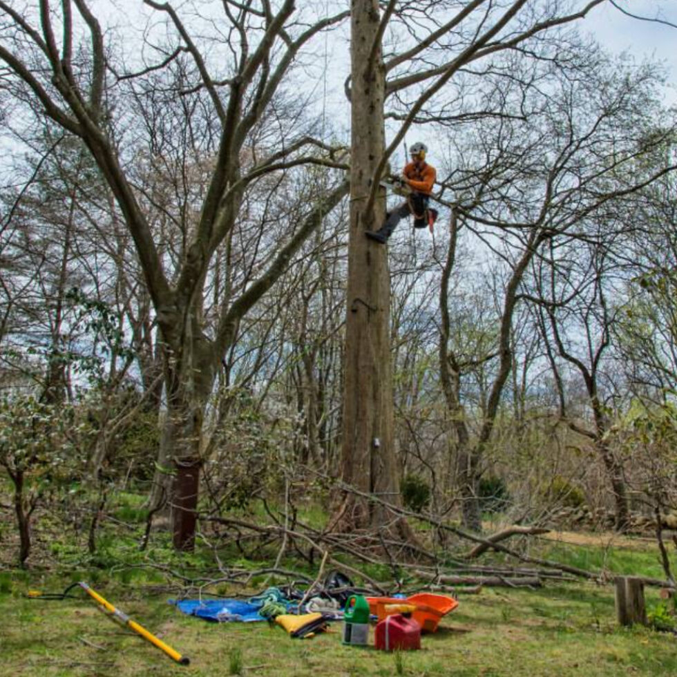Cambridge4Trees group offers program Wednesday on how to keep trees ...