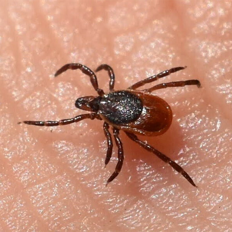 The black-legged tick we hate and fear has a trick that could heal ...