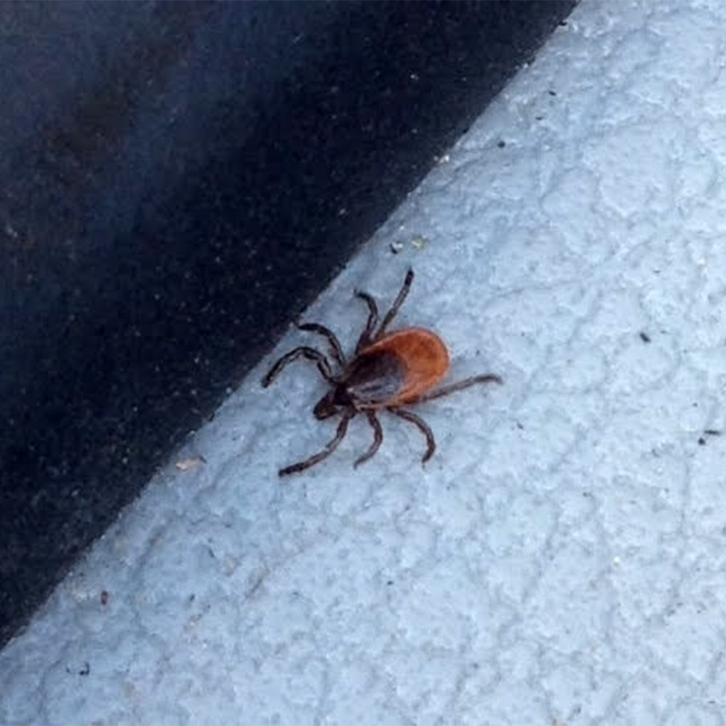 The black-legged tick we hate and fear has a trick that could heal ...