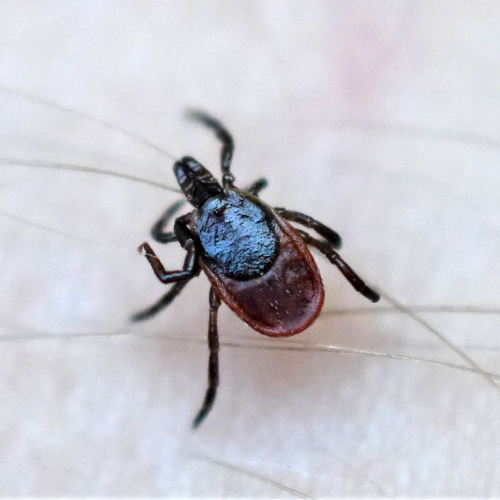 The black-legged tick we hate and fear has a trick that could heal ...