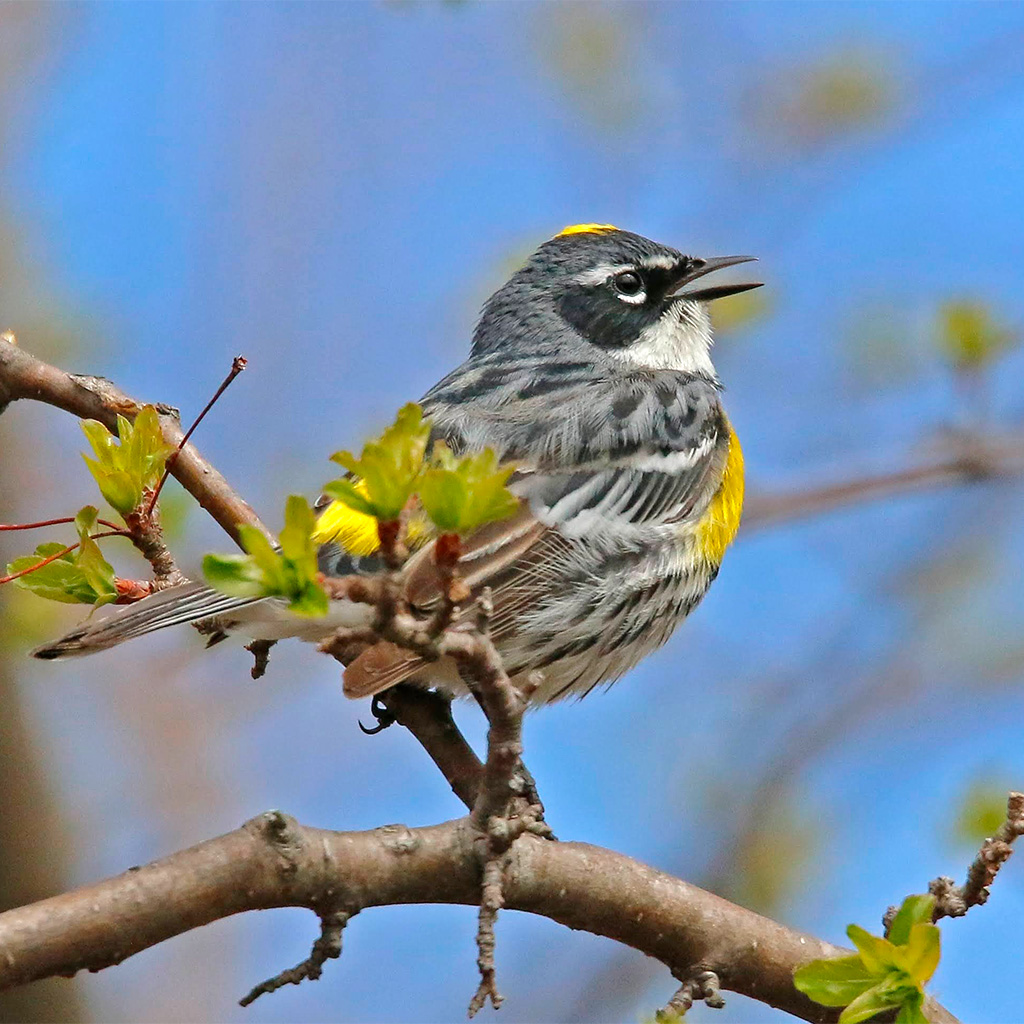 Yellow-rumped warbler's amazing adaptations include efficient air sacs ...