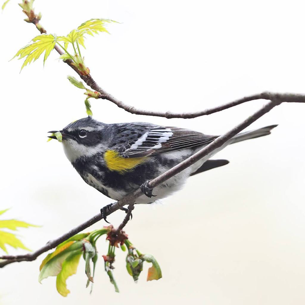 Yellow-rumped warbler's amazing adaptations include efficient air sacs ...