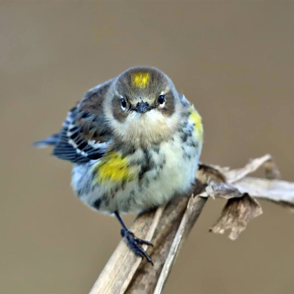 Yellow-rumped warbler's amazing adaptations include efficient air sacs ...