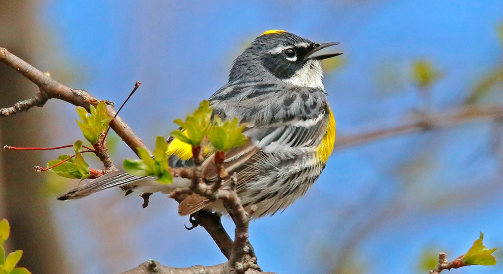 Yellow-rumped warbler's amazing adaptations include efficient air sacs ...