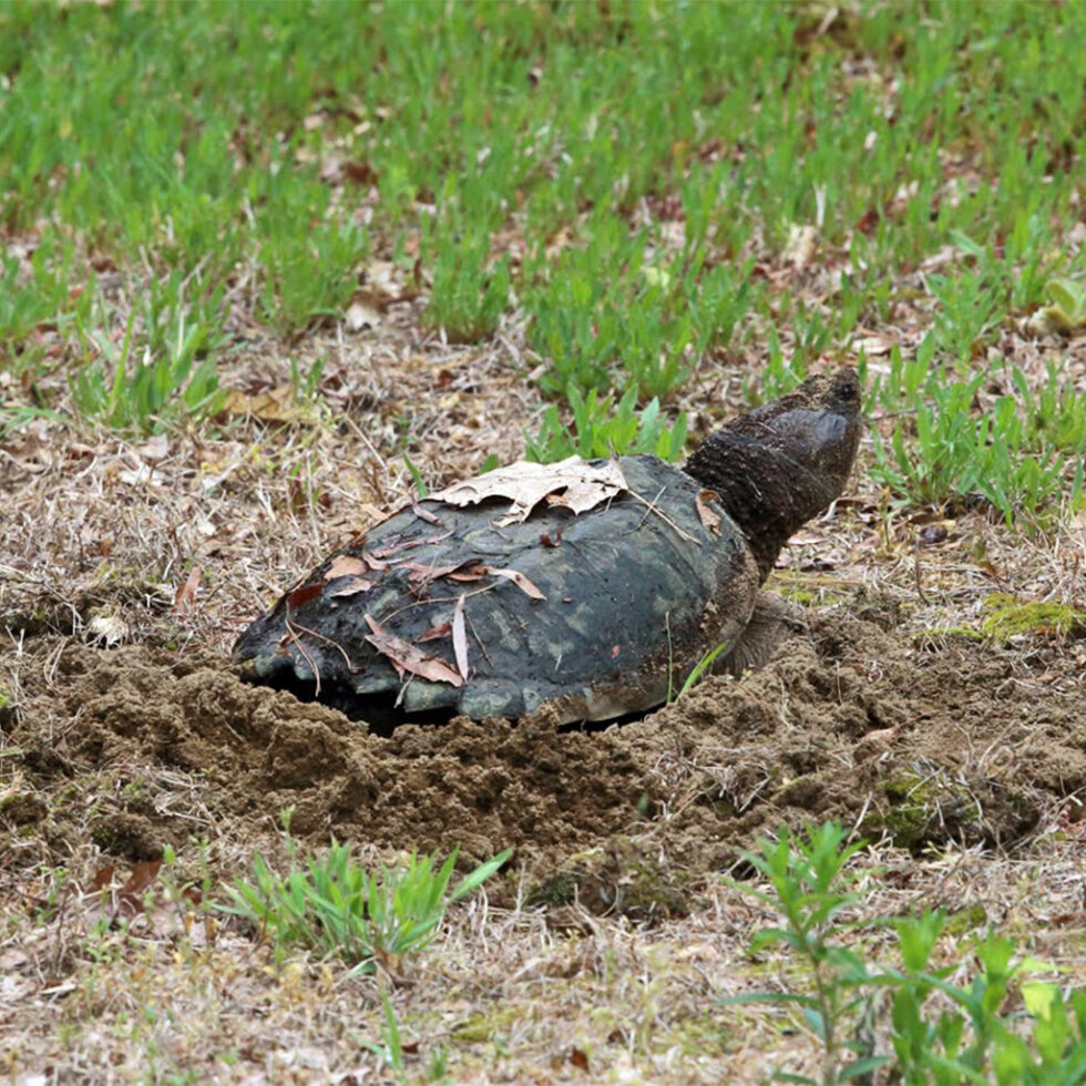 Stegosaurus tails and extendable necks: Snapping turtles come out of ...