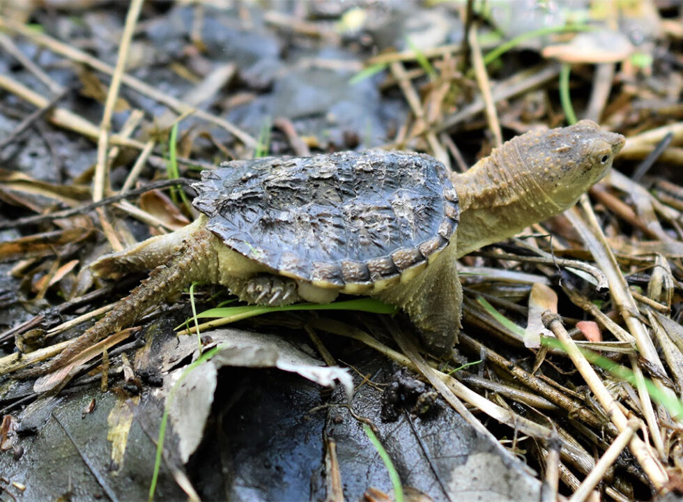 Stegosaurus tails and extendable necks: Snapping turtles come out of ...