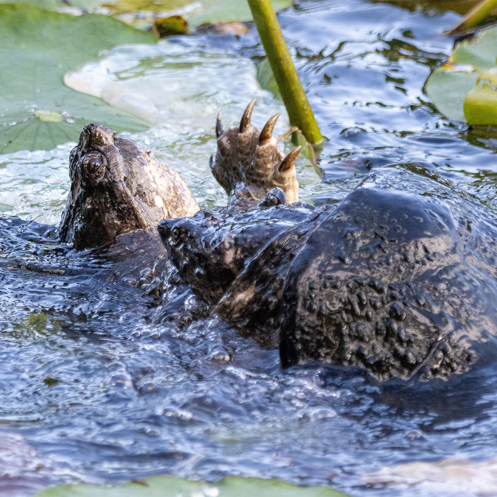 Stegosaurus tails and extendable necks: Snapping turtles come out of ...