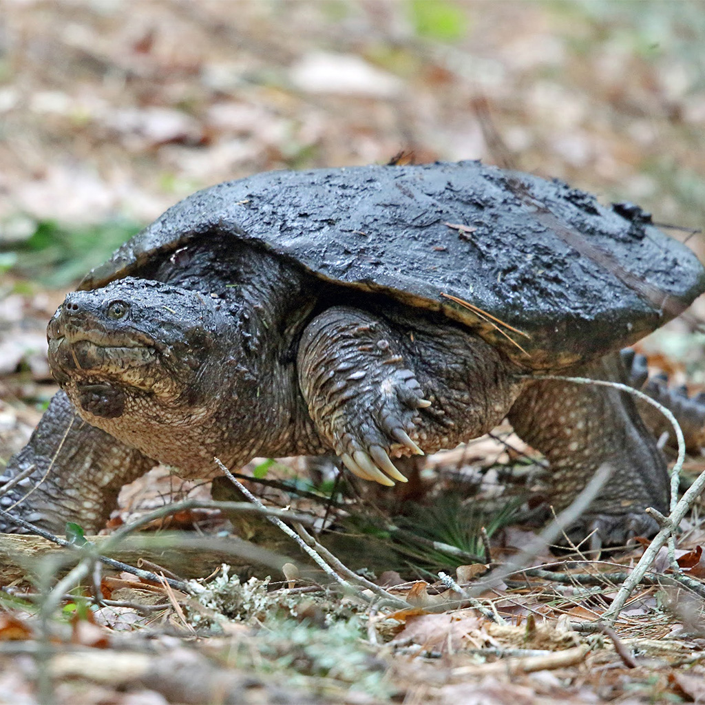 Stegosaurus tails and extendable necks: Snapping turtles come out of their shell - Cambridge Day